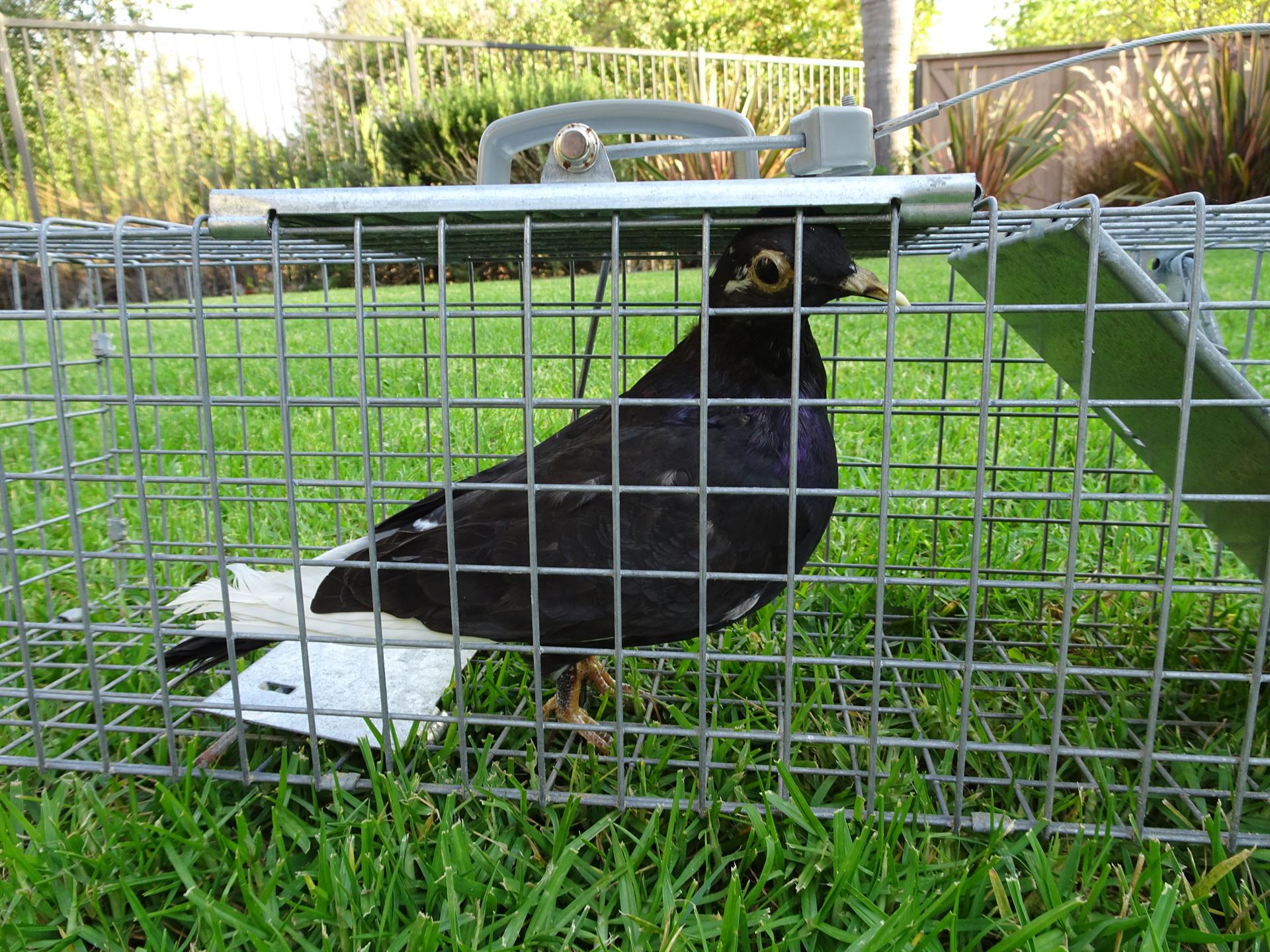 Bird Control – Critter Capture Jackson